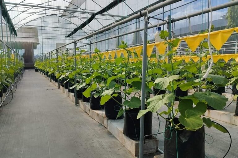 KISAH SUKSES RYAN MUCHLIS, GREEN HOUSE MELON HIDROPONIK JADI SUMBER ...