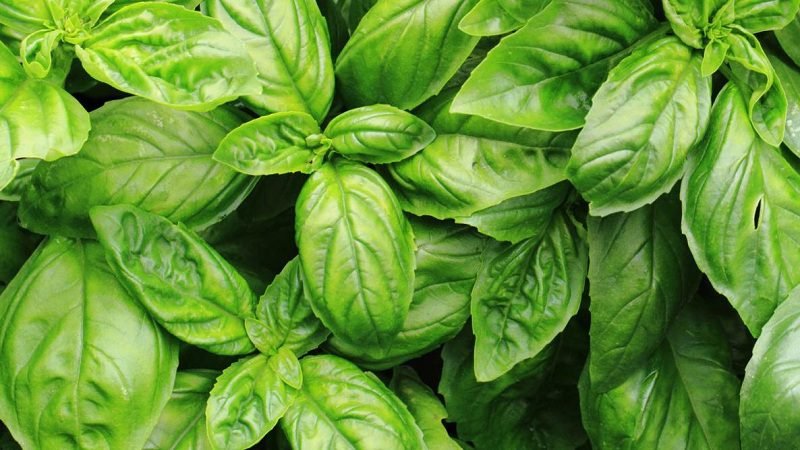 7 PENYEBAB DAUN BASIL CEPAT MENGUNING - Siarindo Media